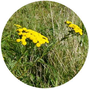 Blue Tansy (Tanacetum annuum) Essential Oil – Plant's Power e-Store
