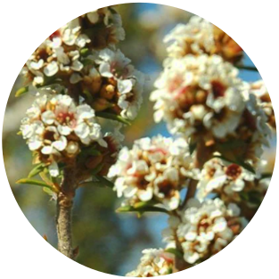 Fragonia (Agonis fragrans) Essential Oil – Plant's Power e-Store