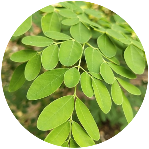 Moringa Seed (Moringa oleifera) Carrier Oil - Cold Pressed – Plant's ...