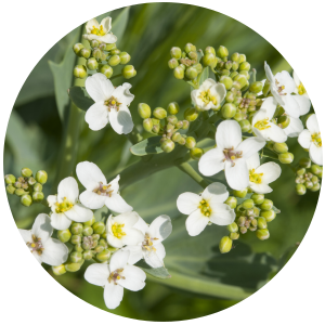 Abyssinian (Crambe abyssinica) Seed Carrier Oil - Refined- RBWD – Plant ...