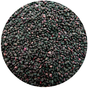 Bakuchi (Babchi) Seed (Psoralea corylifolia) Carrier Oil – Plant's ...