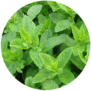 Menthol Crystals – Plant's Power e-Store